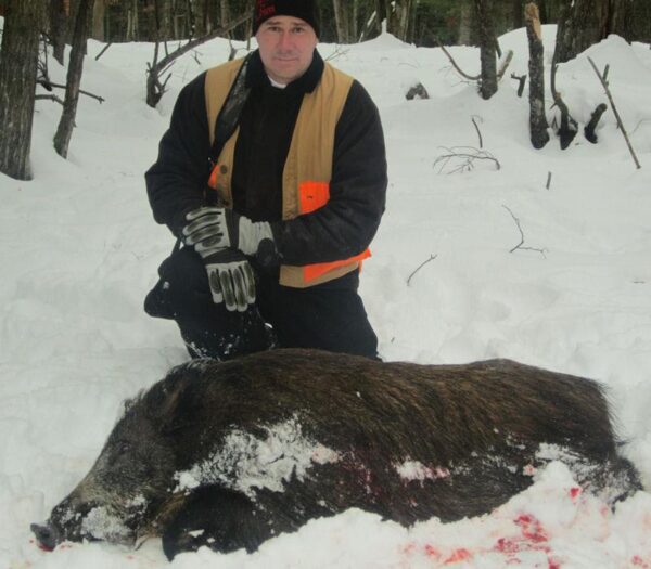 How to Track Wild Boar: Understanding Their Behavior and Habitat ...