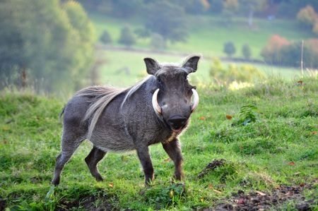 How to Spot Signs of Boars in the Area - Tioga Ranch
