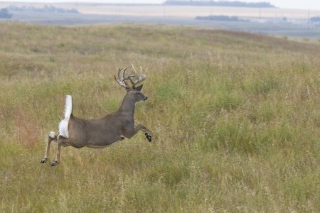 How to Improve Your Deer Hunting Skills - Tioga Ranch