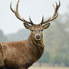 The Best Time of Year for Red Stag Hunting in Pennsylvania - Tioga Ranch